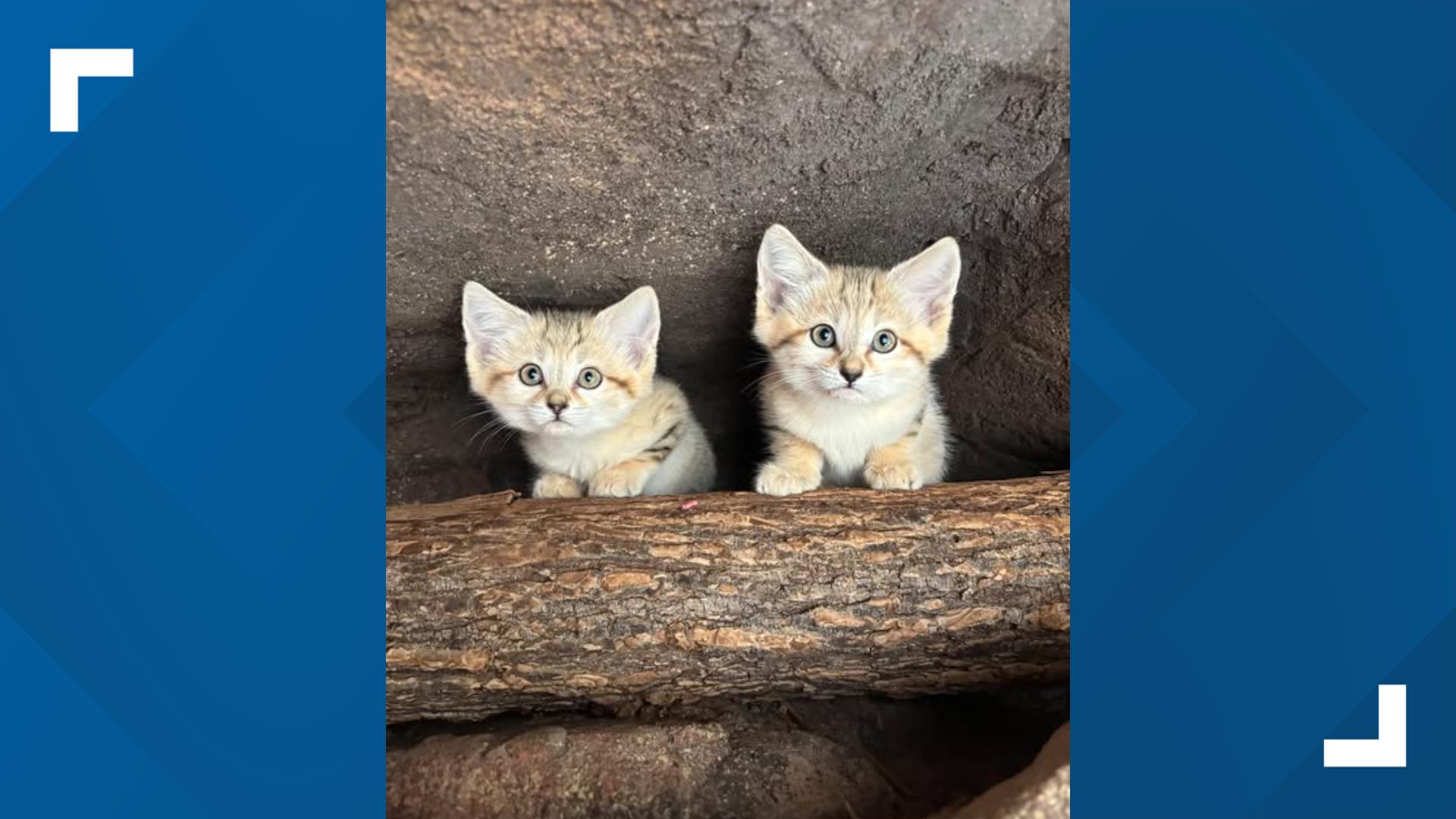 NC Zoo asks public to vote on names for newborn sand cat kittens ...
