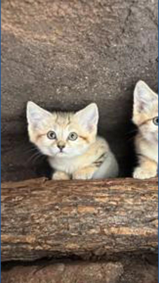 NC Zoo asks public to vote on names for newborn sand cat kittens ...