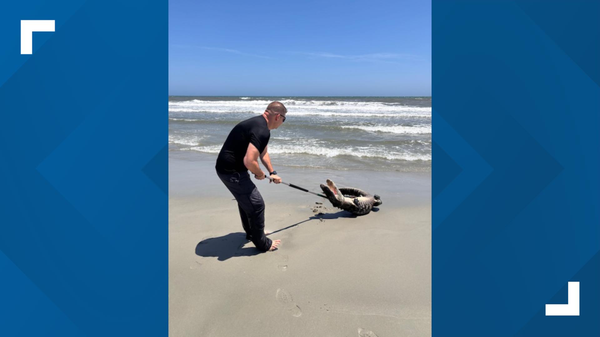 8-foot alligator surprises Sunset Beach visitors | wfmynews2.com