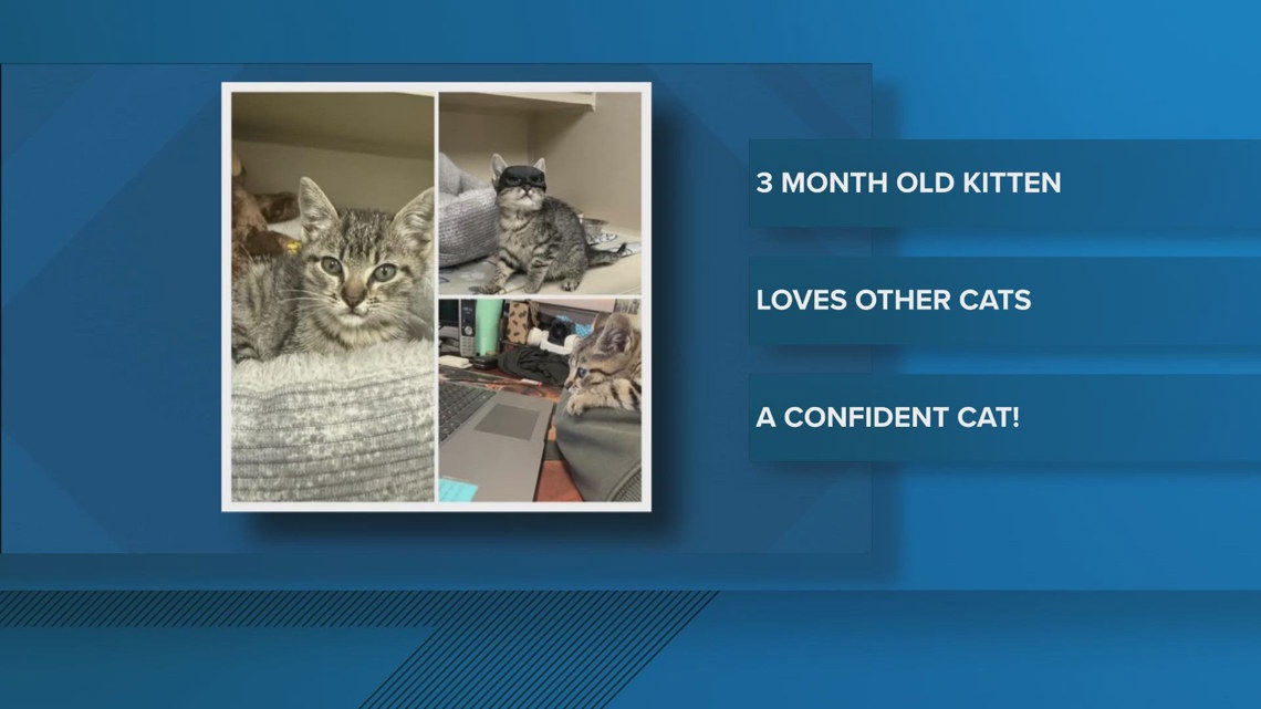 2 The Rescue: Meet Momo | wfmynews2.com