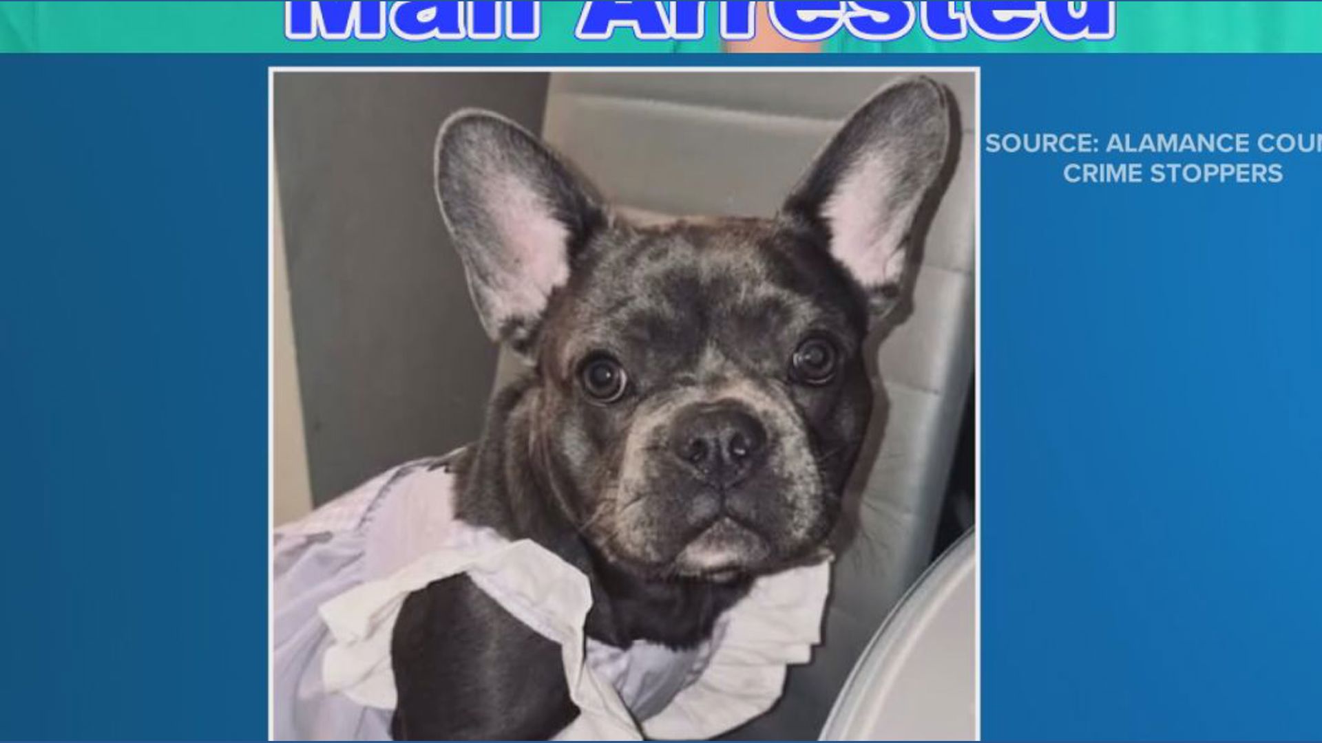 Stolen French Bulldog Found Safe, Man Arrested | wfmynews2.com