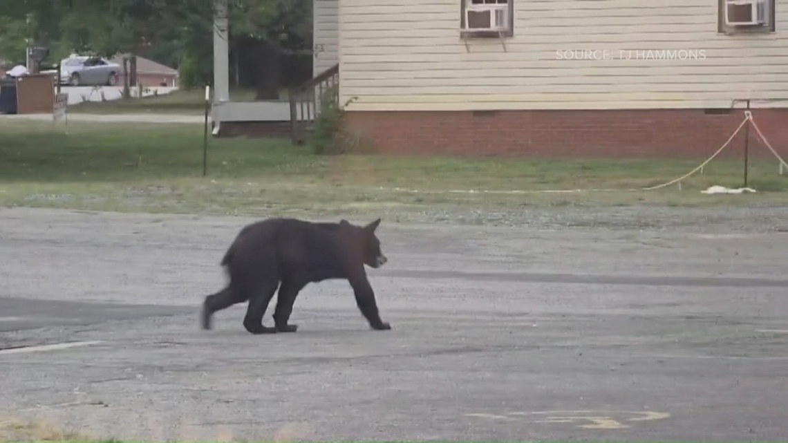 Black bear spotted in Alamance County | How common are bears in NC ...