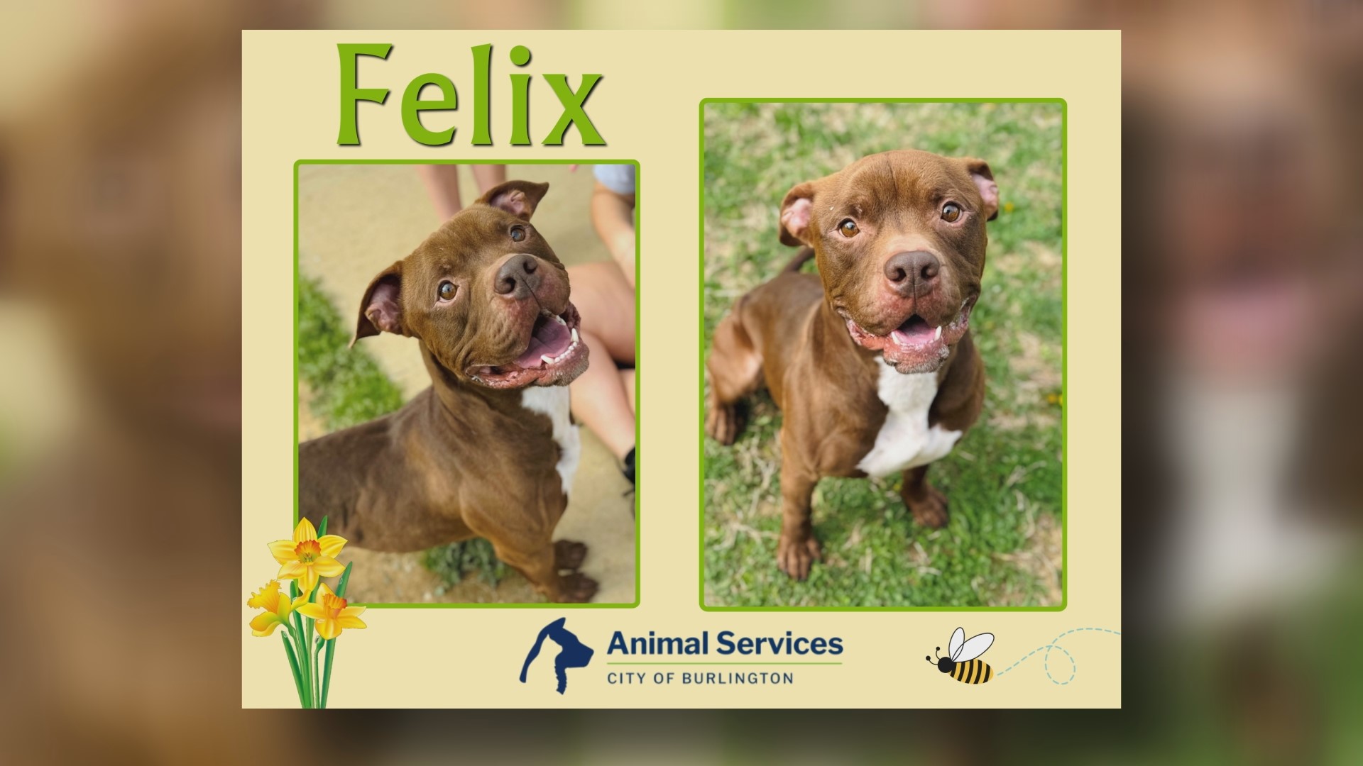 2 The Rescue: Meet Felix | wfmynews2.com