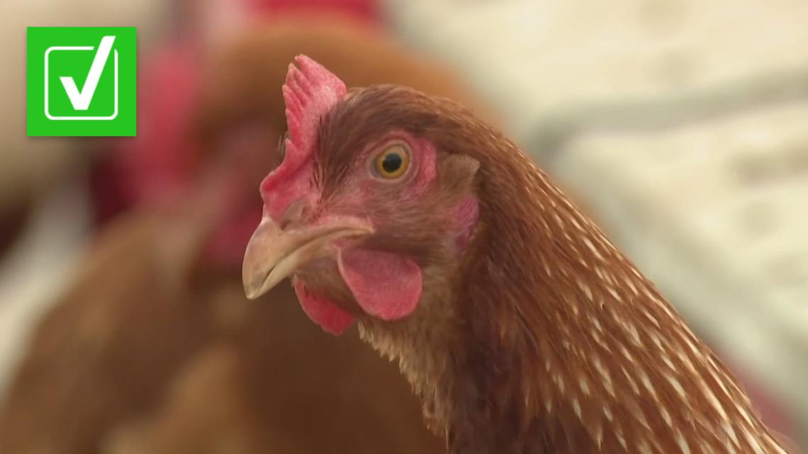 Why egg -- but not chicken -- costs skyrocket during bird flu ...
