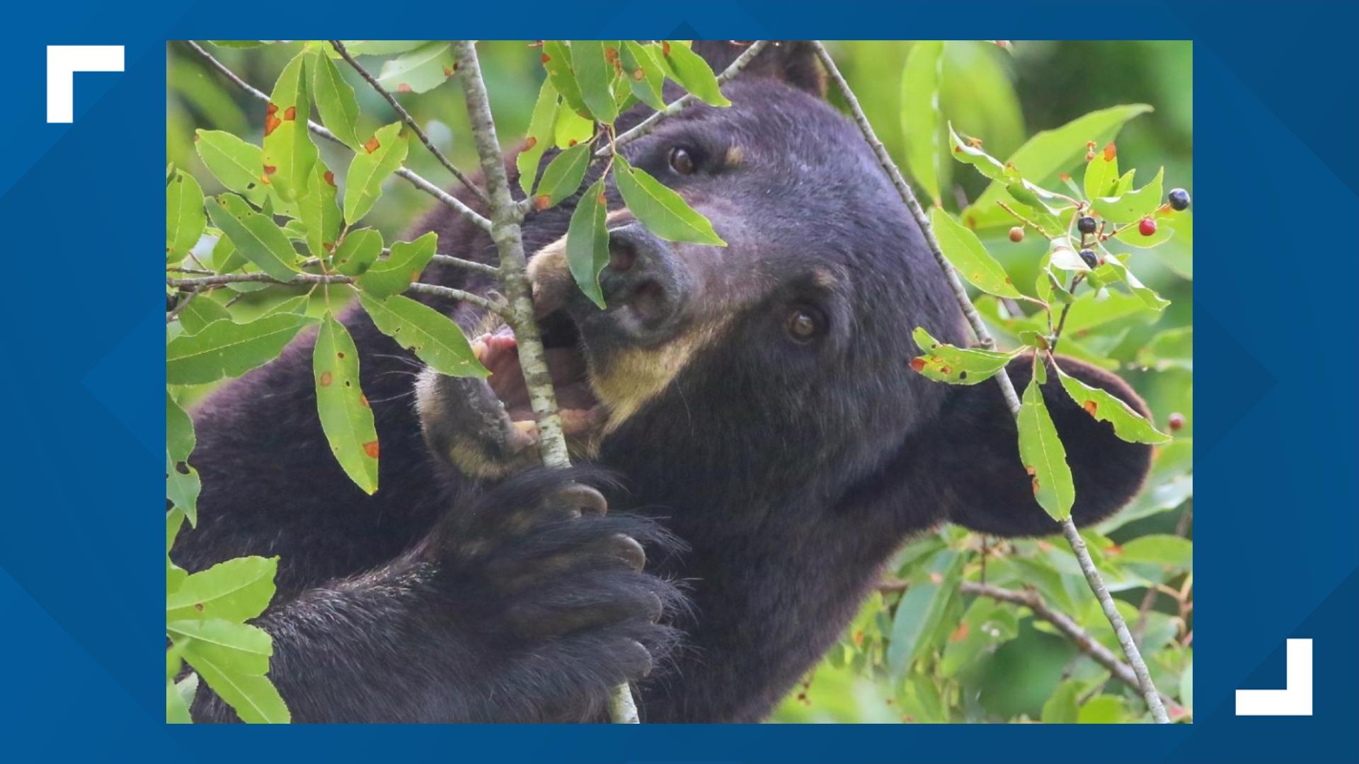 Why you're seeing more bears in the Triad, and what drivers need to ...