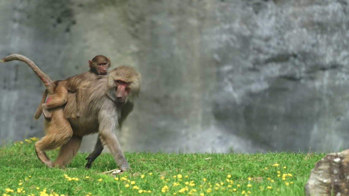 North Carolina Zoo reopens newly renovated baboon habitat | wfmynews2.com