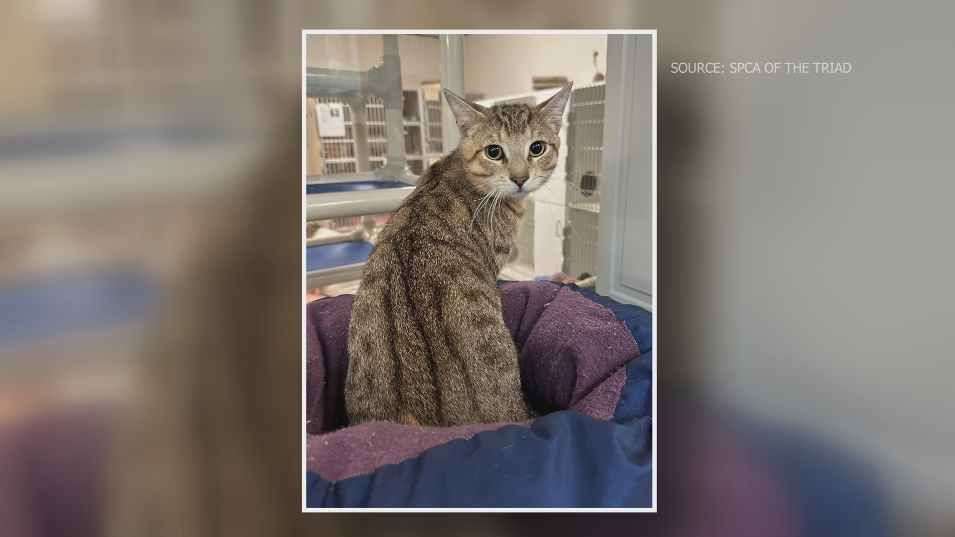 2 The Rescue: Meet Sherbert | wfmynews2.com