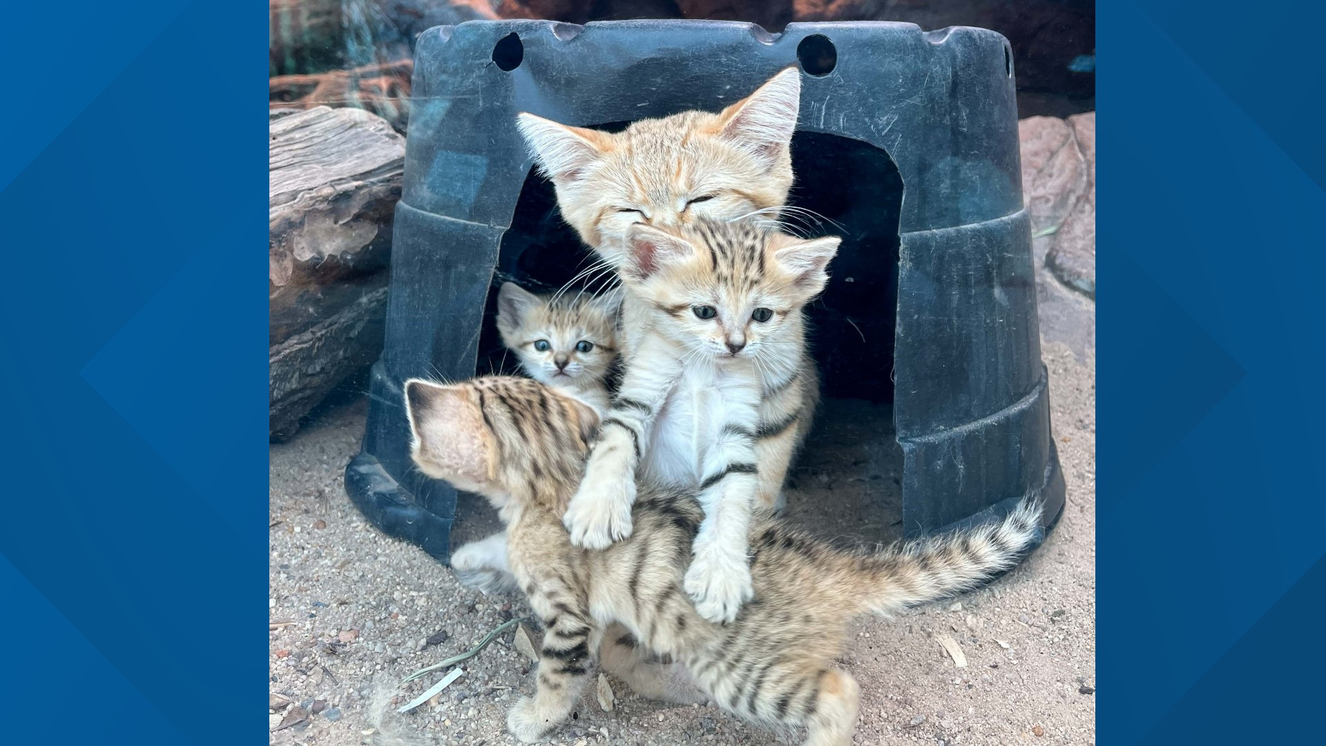 NC zoo names sandcat kittens after naming contest | wfmynews2.com