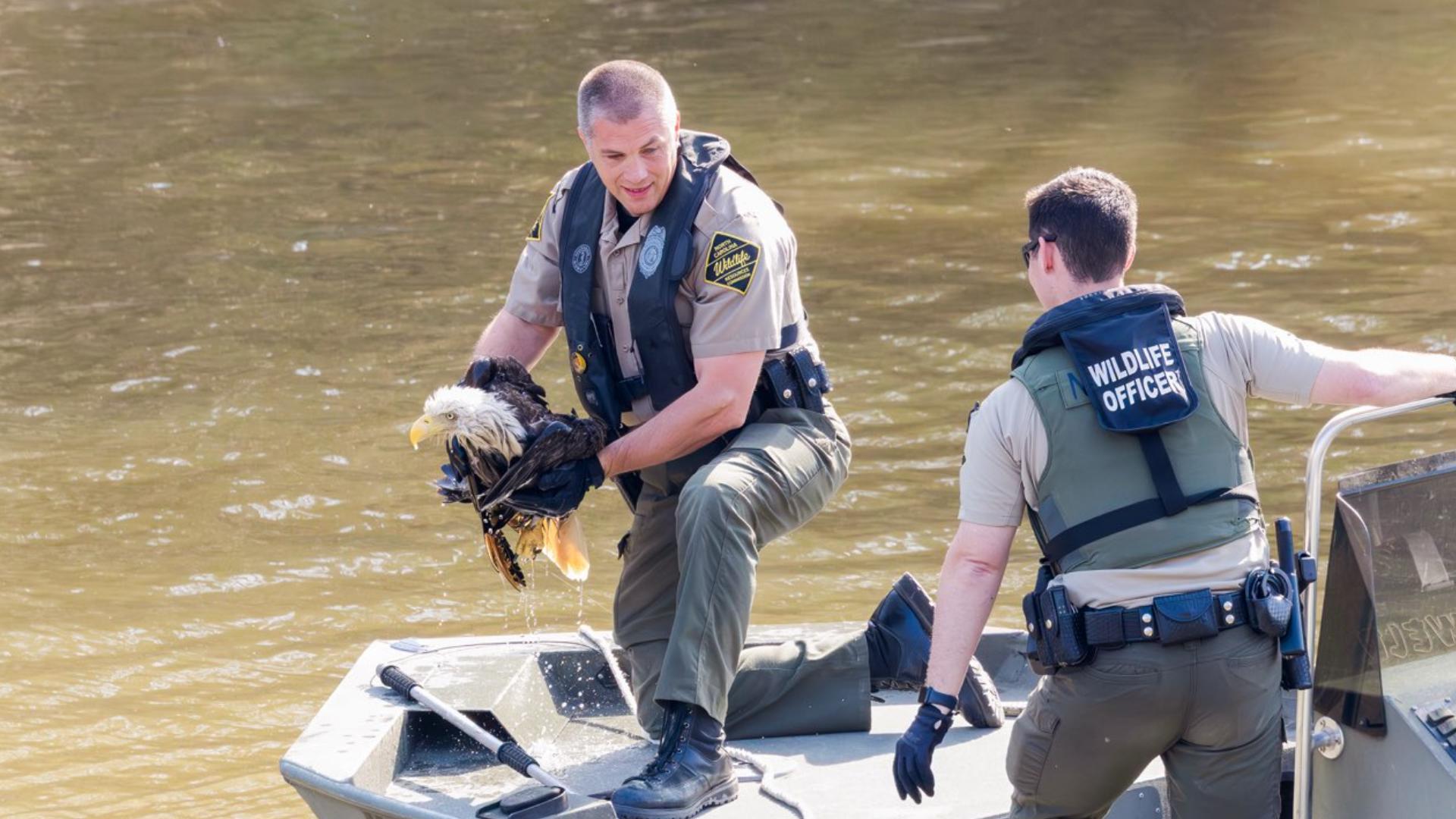 Bald eagle tangled in fishing line on the Haw River | wfmynews2.com