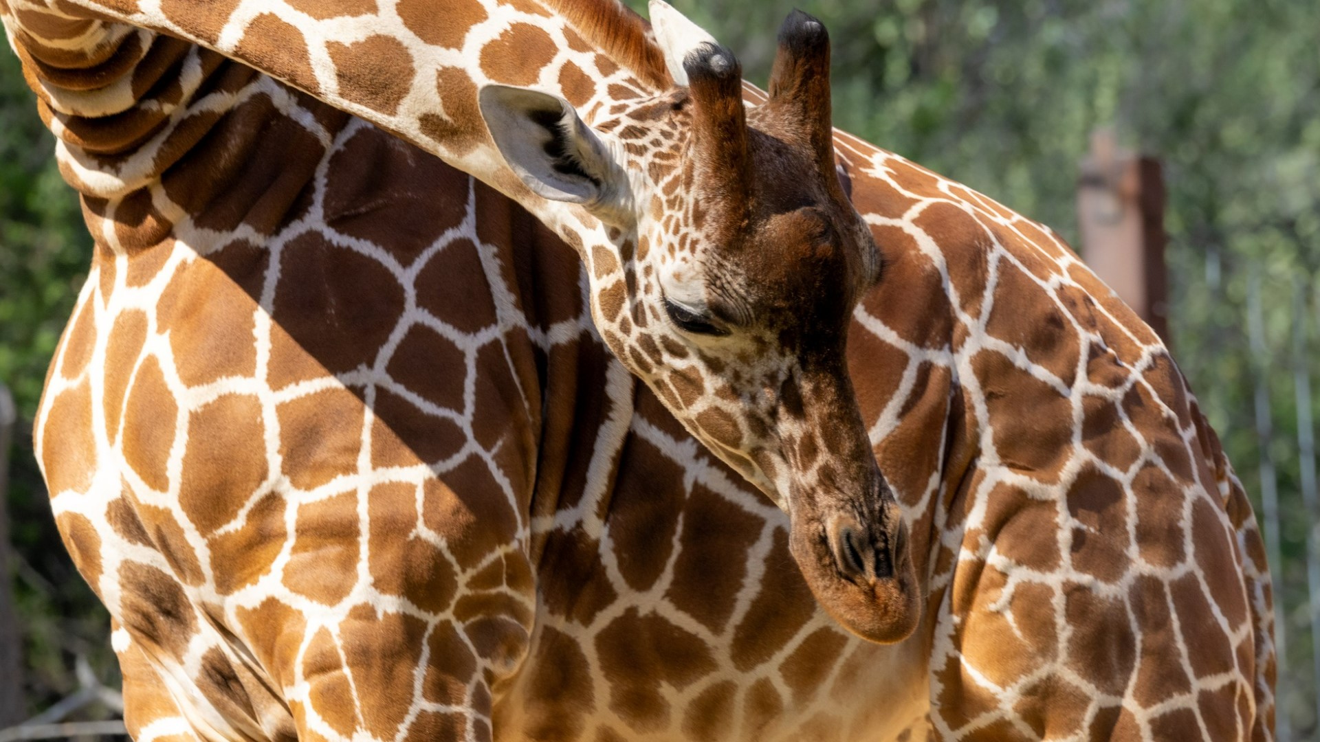 North Carolina Zoo expecting new giraffe | wfmynews2.com