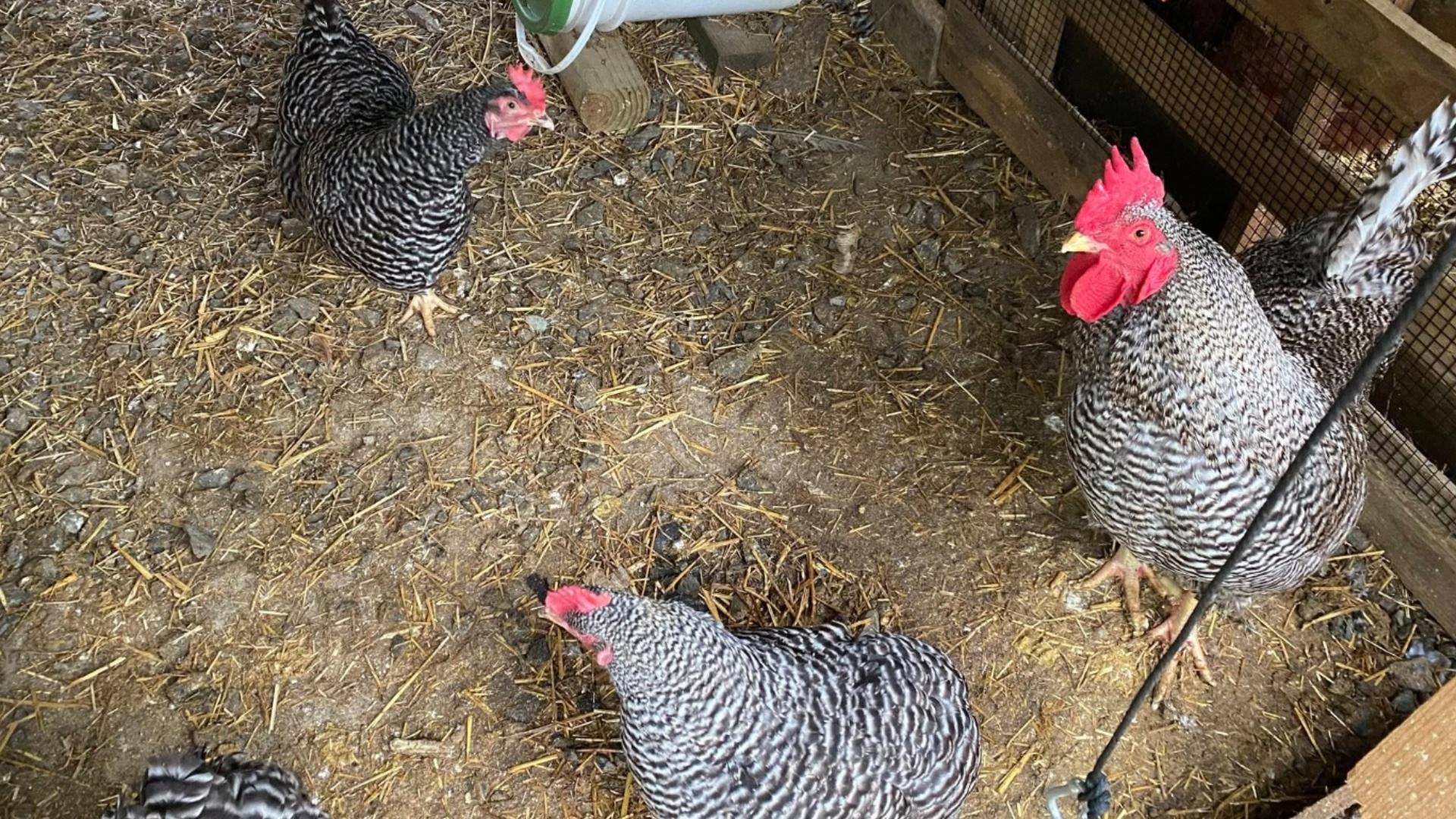 Backyard Chickens Booming, But Raising Them Isn’t Always Easy | wfmynews2.com