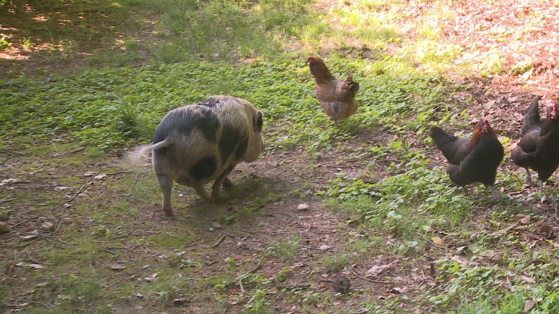 Oink! Oink! 'Hamilton The Pig' Has A Winning Reputation Bringing Good ...