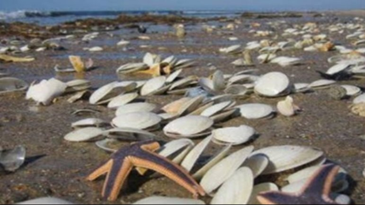 Outer Banks’ Beaches Littered With Shells After Federal Shutdown ...