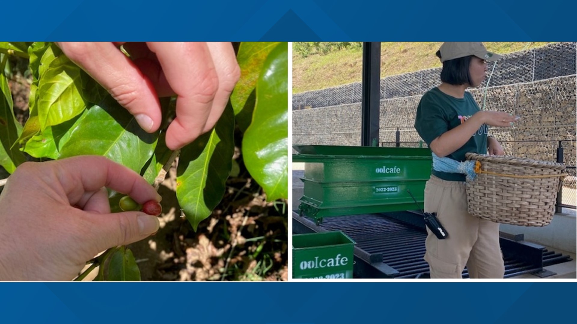 Starbucks Costa Rica farm: Take a tour & see the coffee process ...
