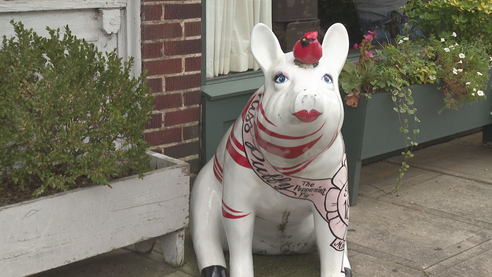 Pigs in the City: The meaning behind the pigs in Lexington | wfmynews2.com