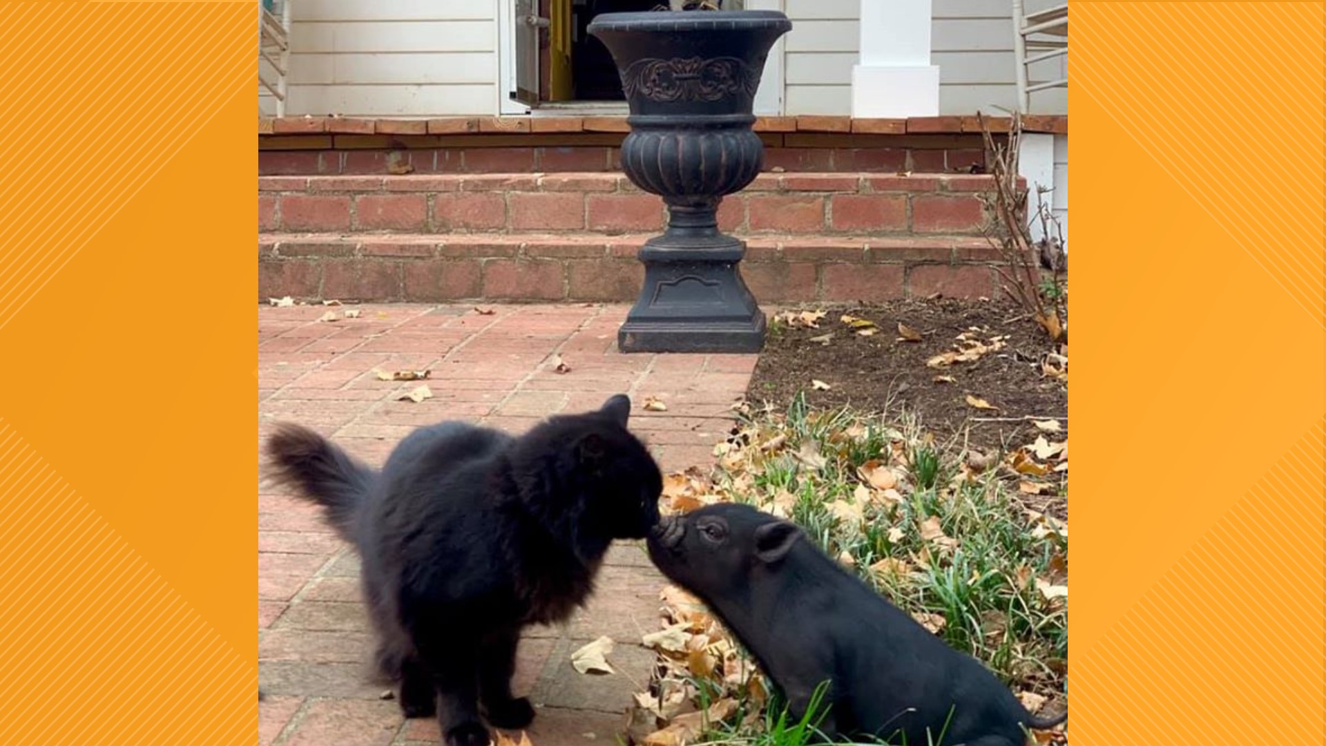 Pig with deformed legs gets second chance on Refuge Farm in NC ...