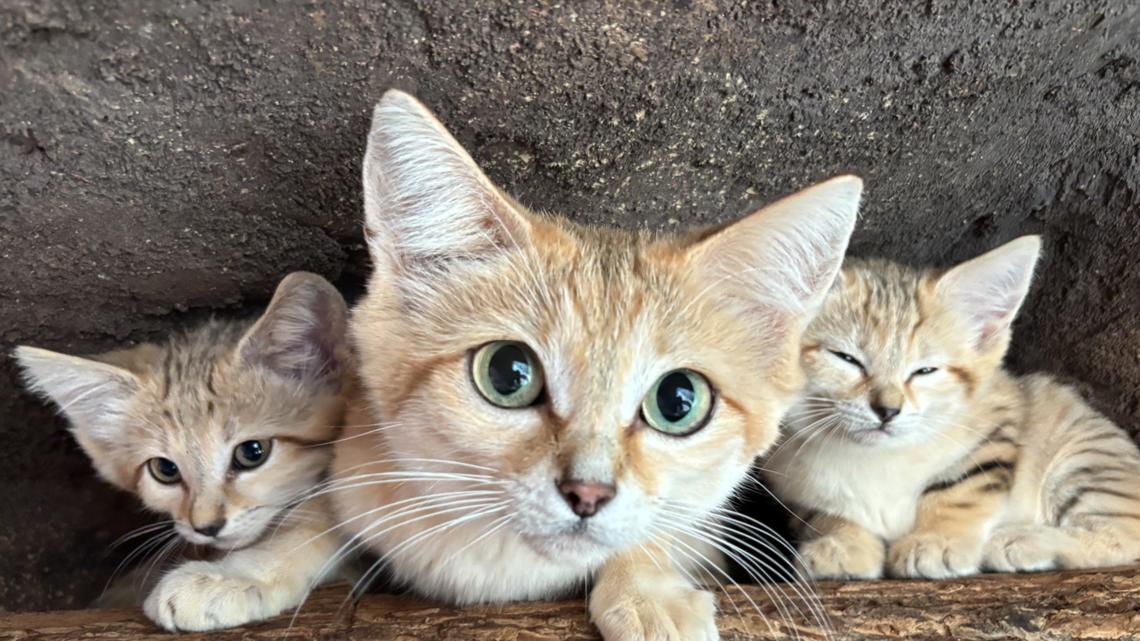 North Carolina Zoo announces winning names for sand cat kittens after ...