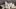 North Carolina Zoo announces winning names for sand cat kittens after ...
