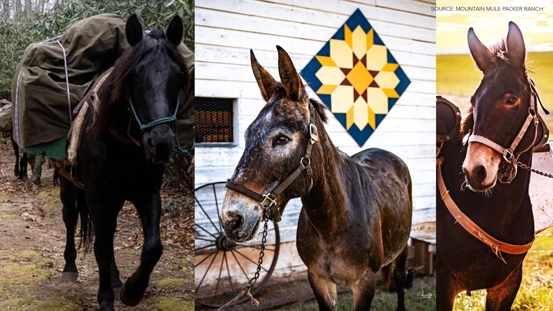 Mountain Mule Ranch grieves the loss of three mules that died in tragic ...