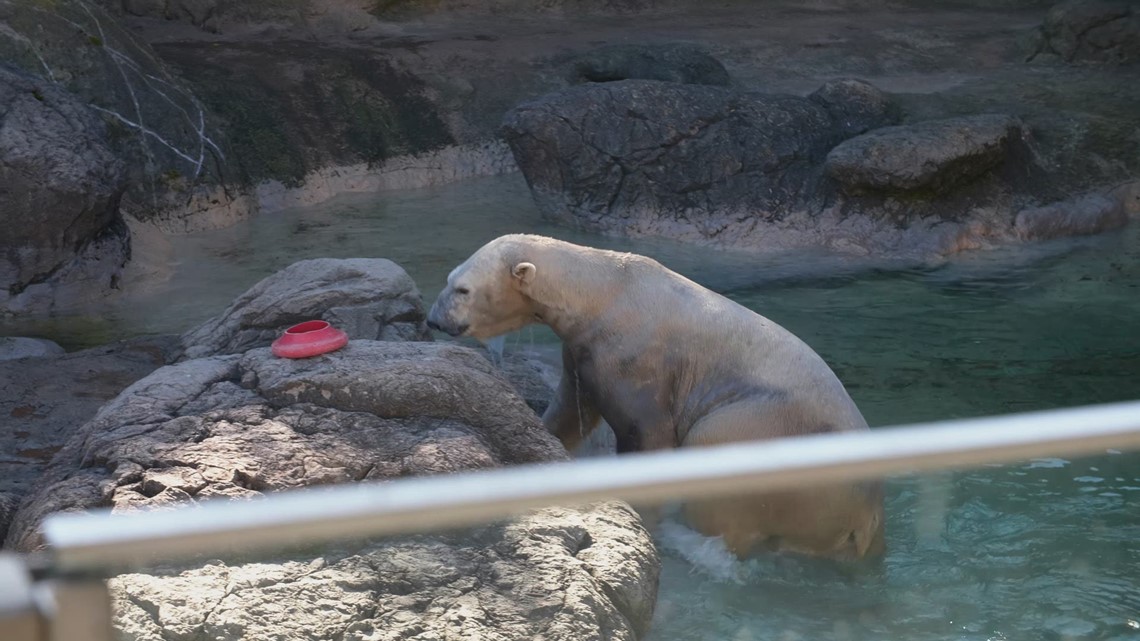 Meet Payton! NC Zoo's new polar bear | wfmynews2.com