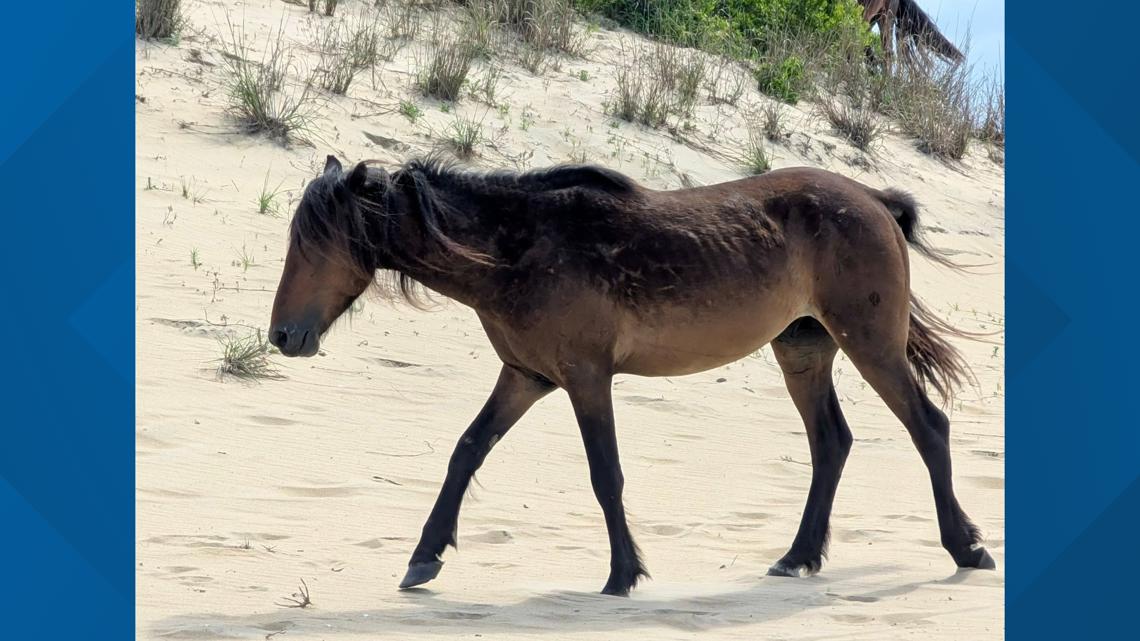 Banker stallion dies after collision on beach | wfmynews2.com