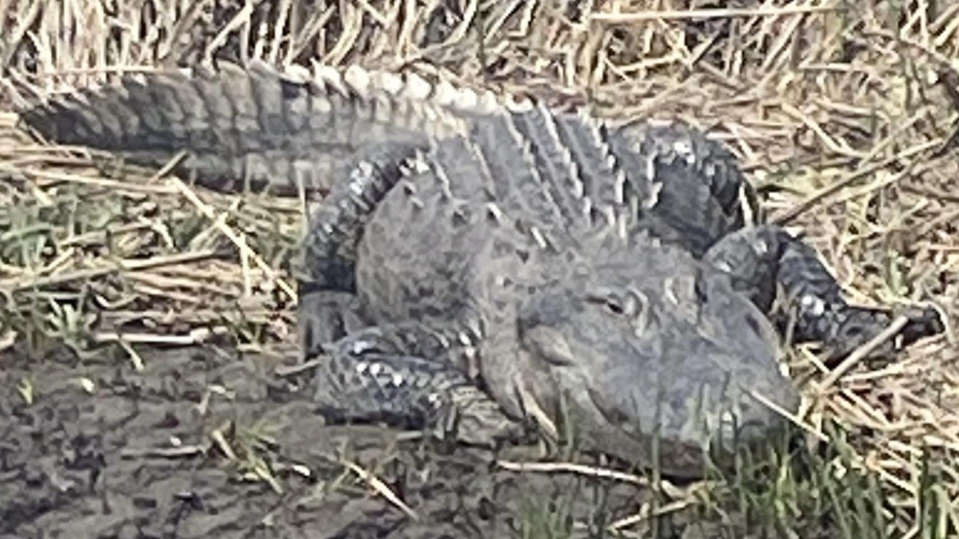 North Carolina alligators get active with warmer spring weather ...