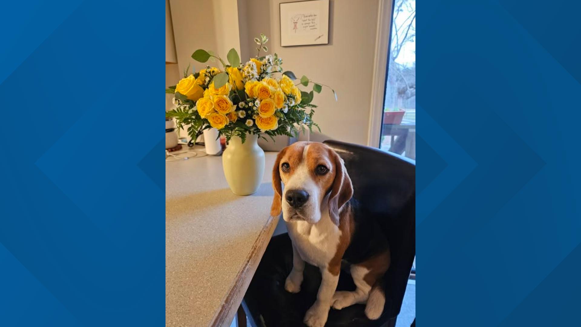 Lexington dog wins 'Best of Breed' at Westminster Dog Show | wfmynews2.com