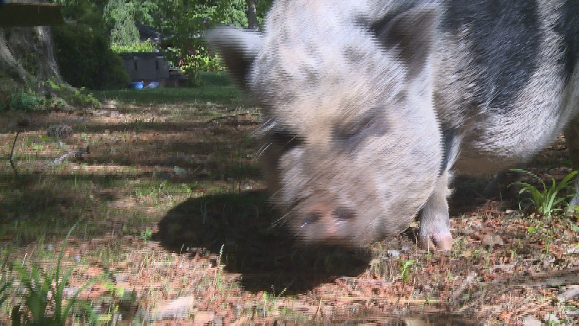Oink! Oink! 'Hamilton The Pig' Has A Winning Reputation Bringing Good ...