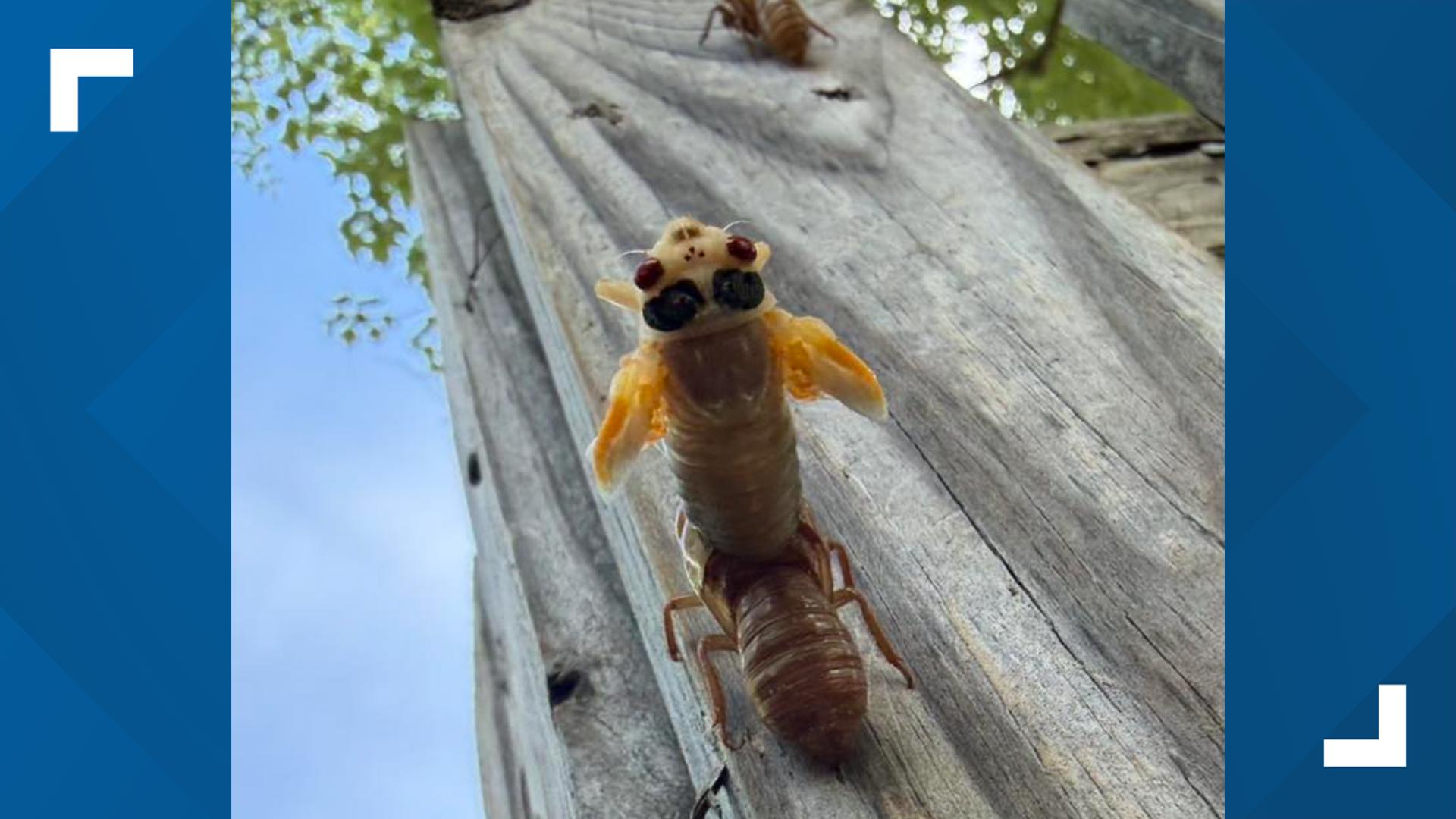 Unexpected Cicada Emergence Across the Piedmont — Hundreds to Thousands ...