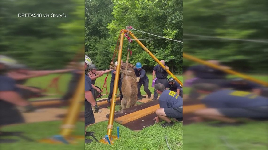 North Carolina firefighters save donkey from sinkhole | wfmynews2.com