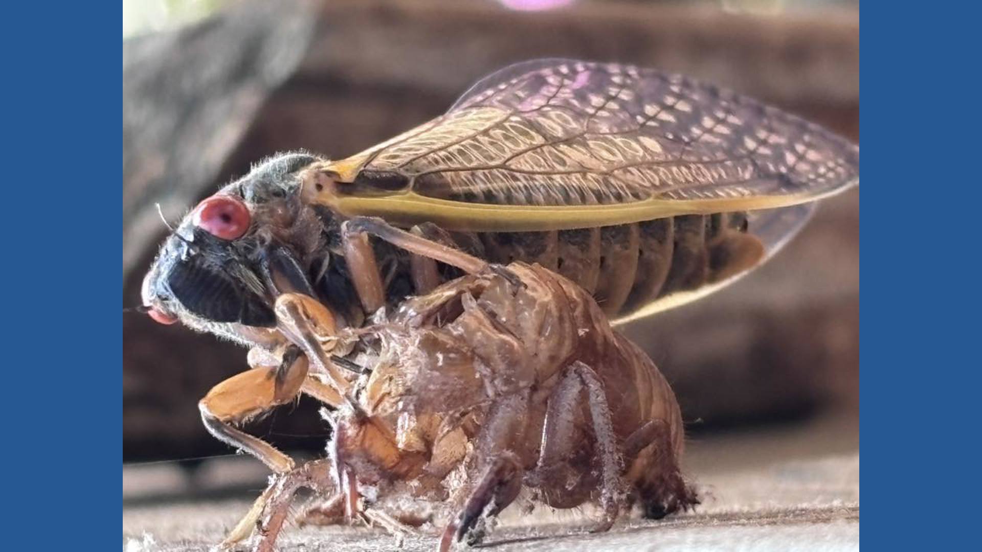 Unexpected Cicada Emergence Across the Piedmont — Hundreds to Thousands ...