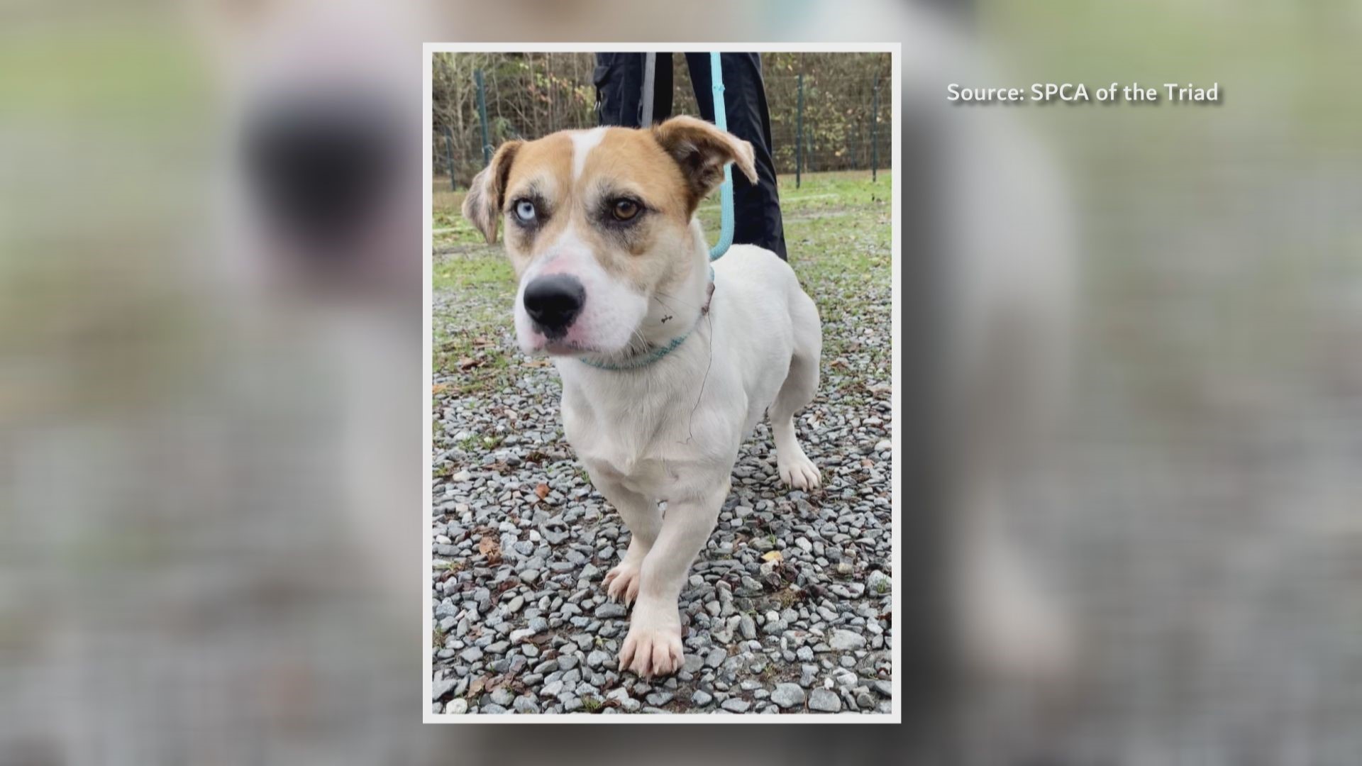 2 the rescue: Meet Jacob | wfmynews2.com