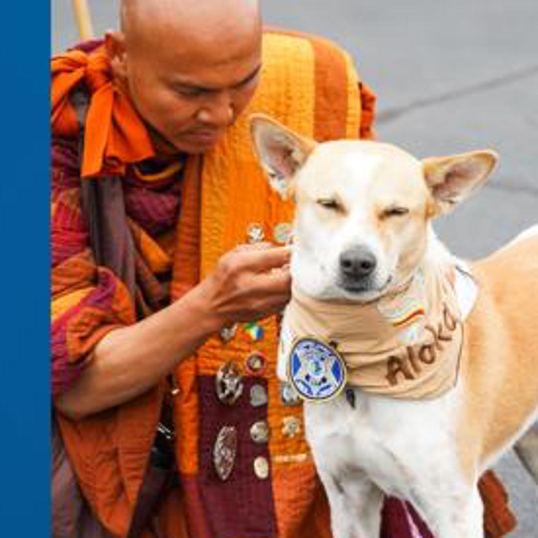 Aloka the peace dog recovering after leg surgery, monks say | wfmynews2.com