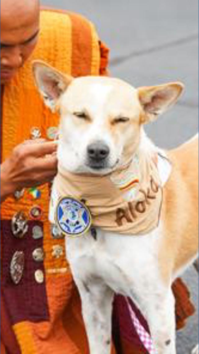 Aloka the peace dog recovering after leg surgery, monks say | wfmynews2.com