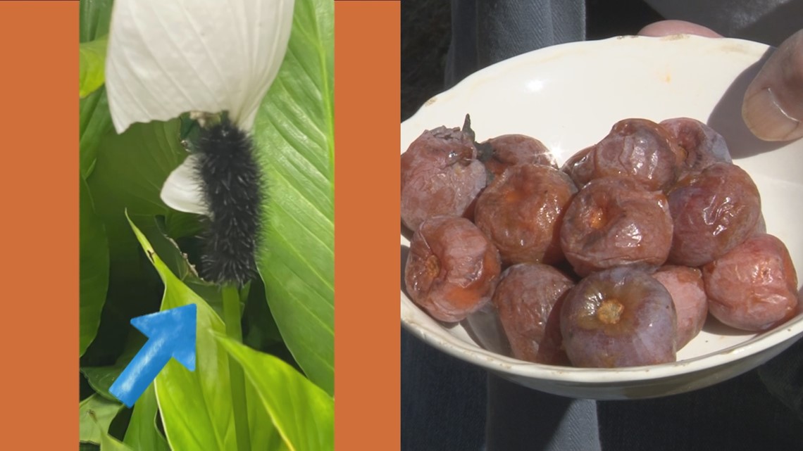 Woolly worms & persimmons both predict harsh winter, but... | wfmynews2.com
