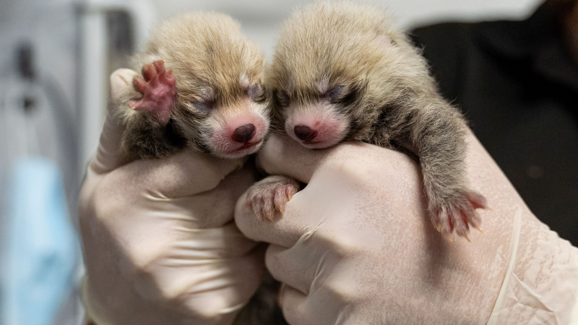 Twin red panda cubs born at the Greensboro Science Center | wfmynews2.com