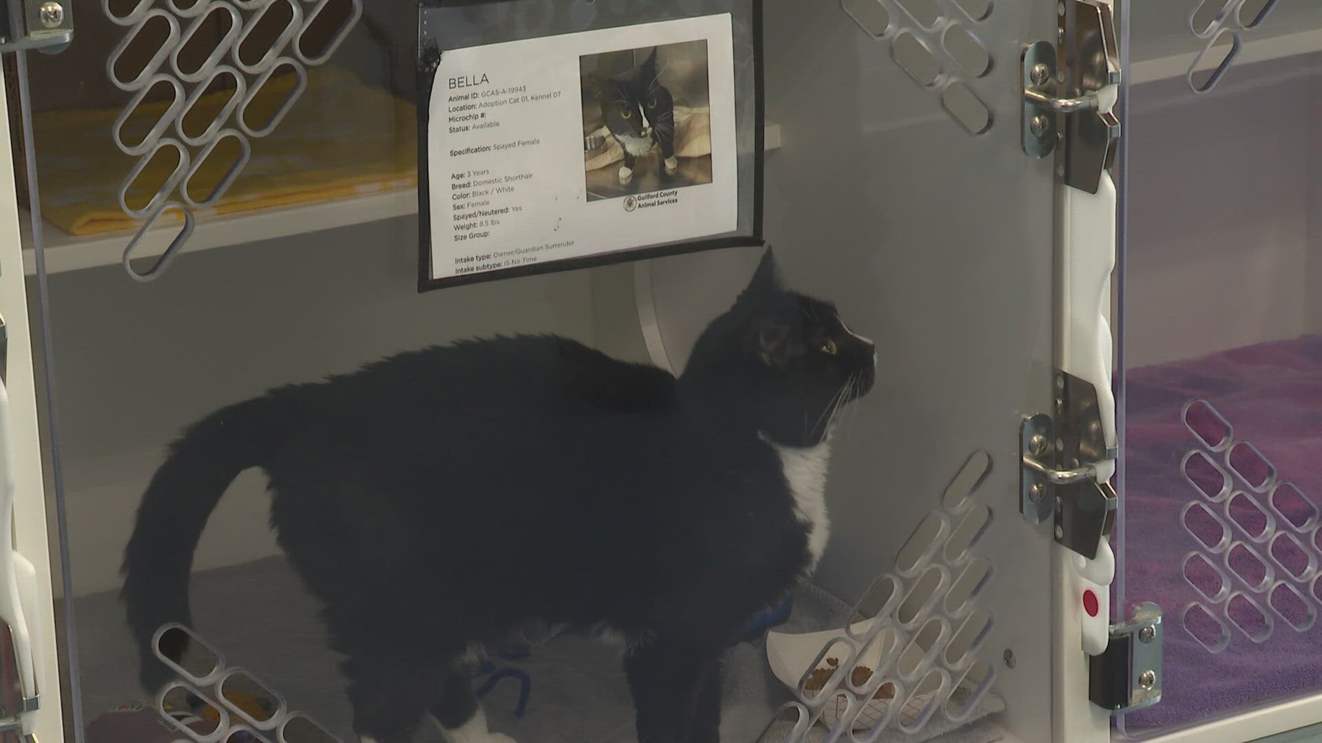 Guilford County Animal Services warns of contagious cat virus ...