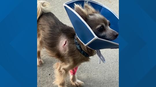 PHOTOS | Dog Attacked by Hawk in Greensboro | wfmynews2.com