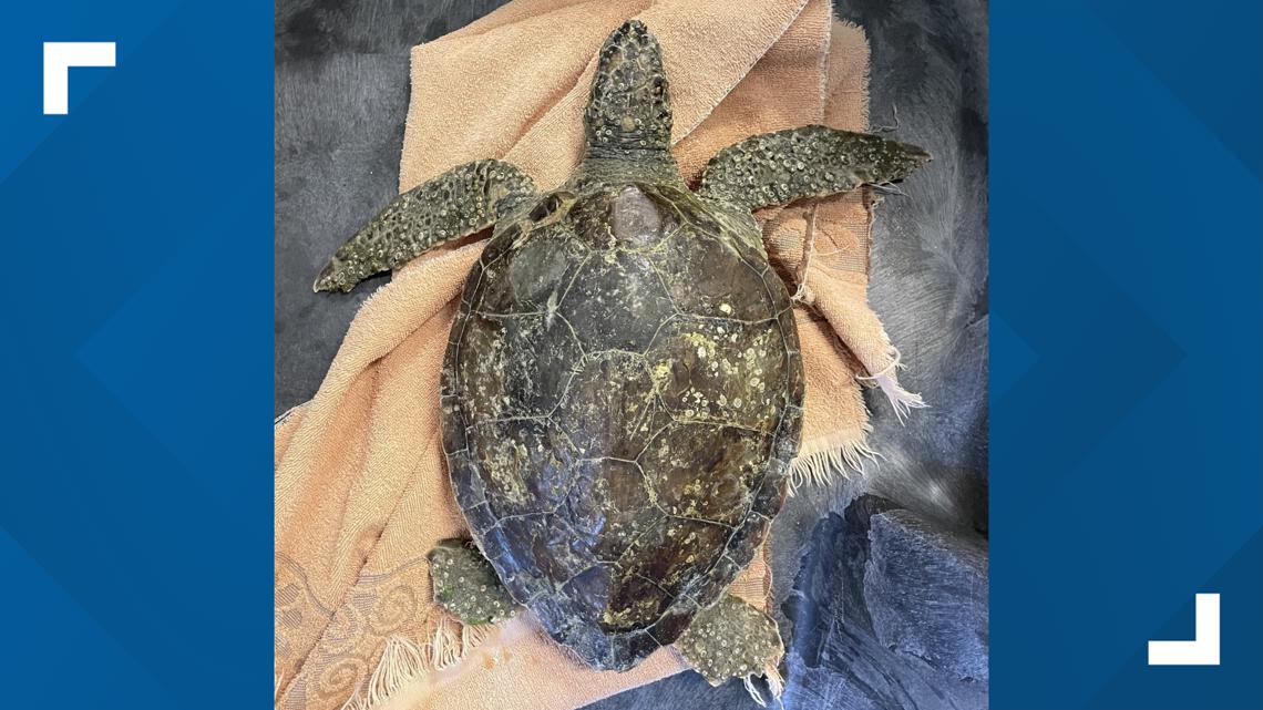 Stranded sea turtle makes progress at NC rehab center | wfmynews2.com
