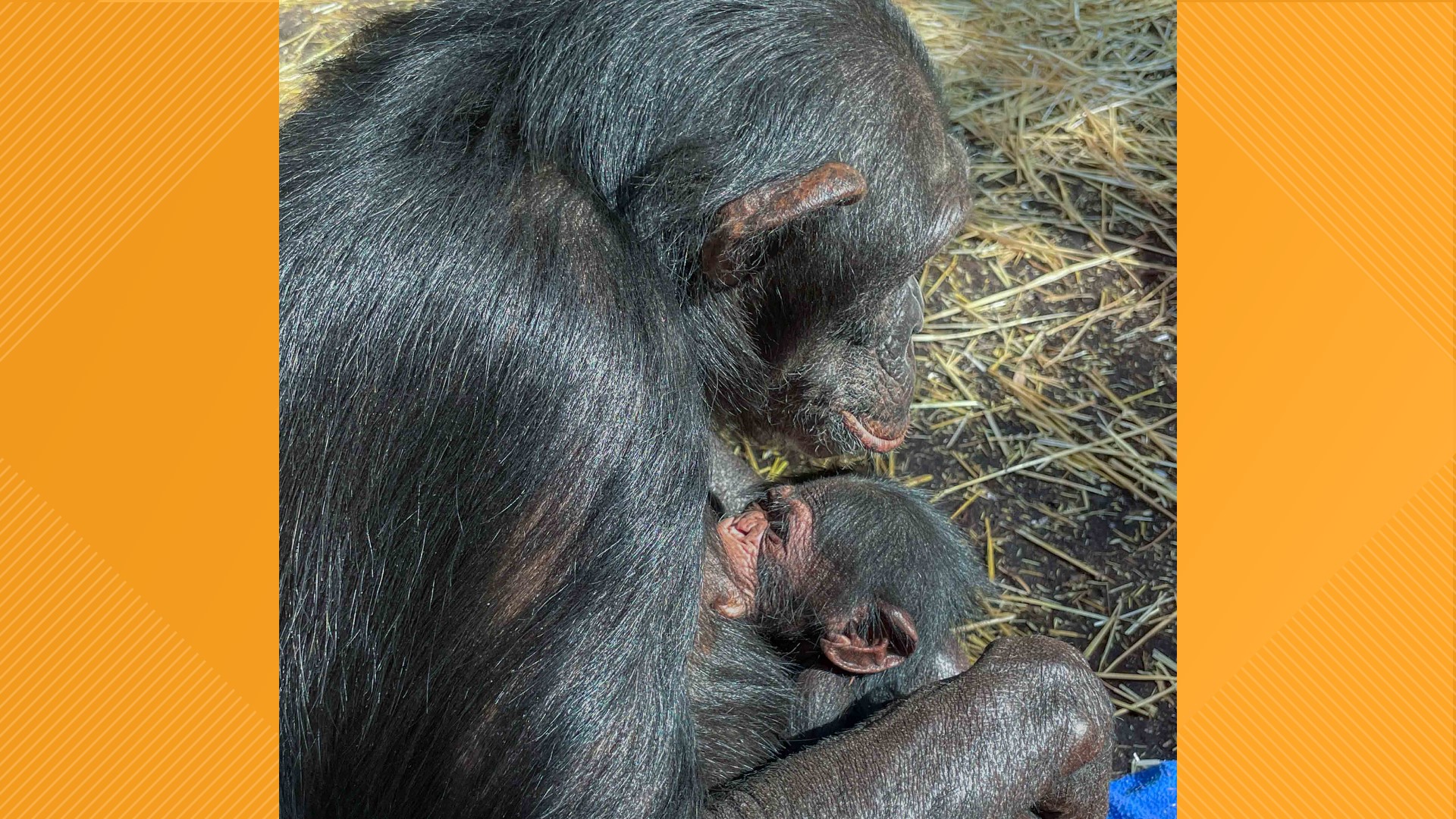 Baby chimp born in front of guests at North Carollina Zoo | wfmynews2.com