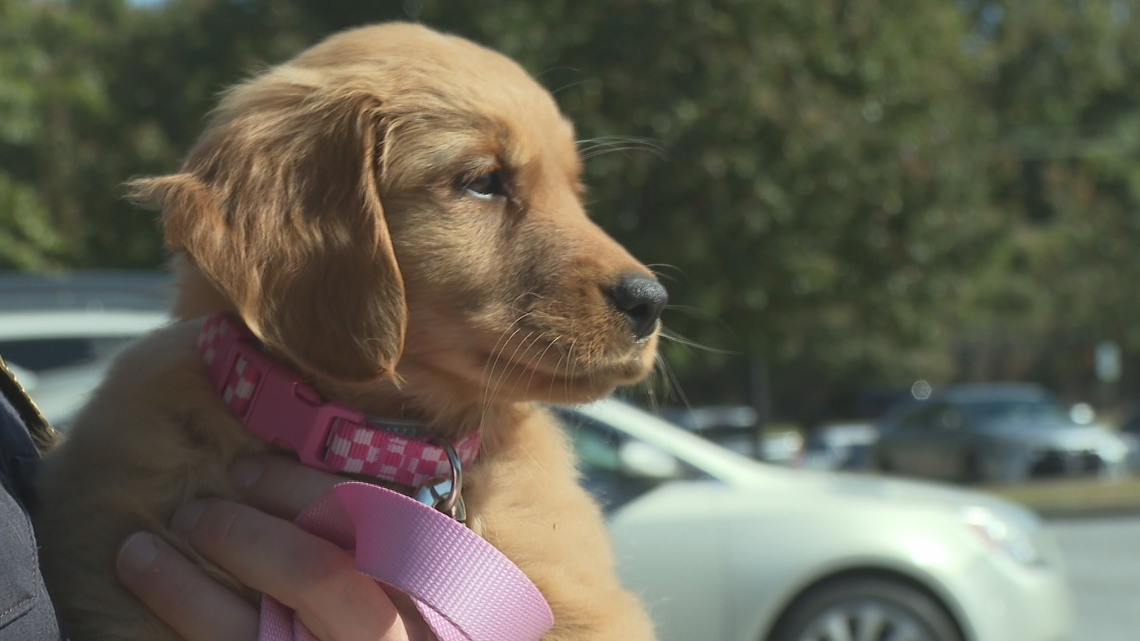Greensboro Fire's First Therapy Dog Steals Hearts | wfmynews2.com