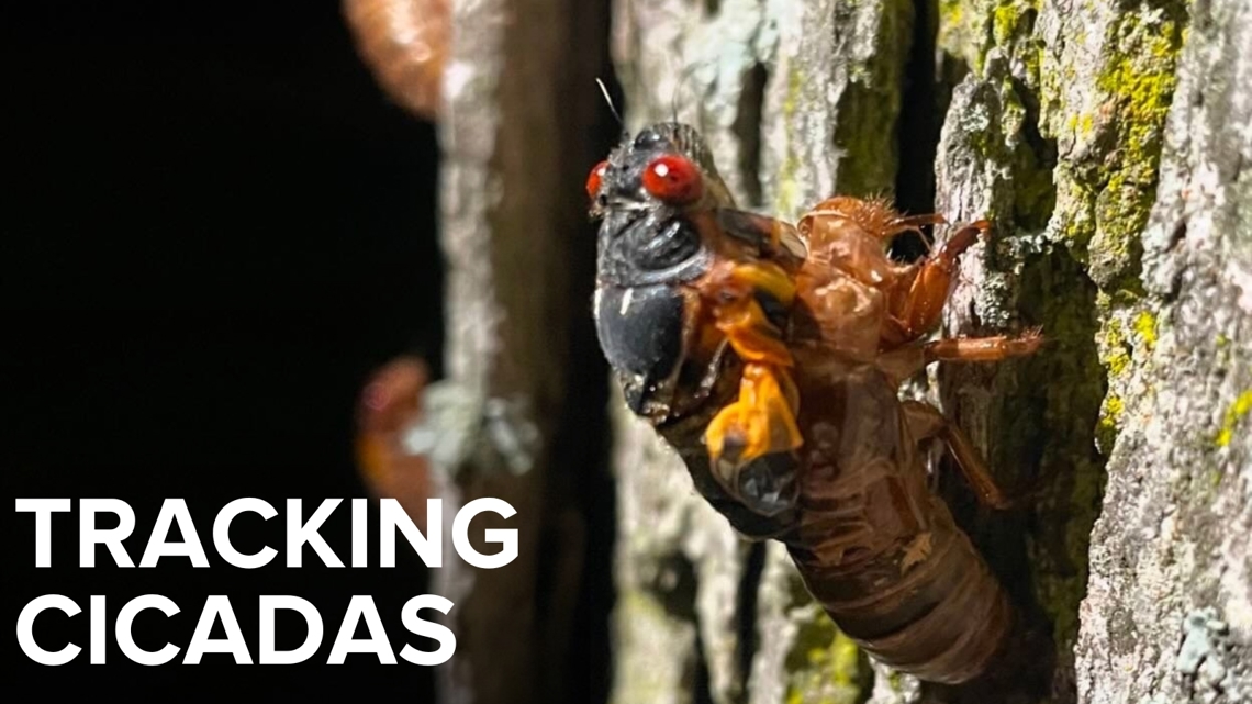 Tracking Cicadas in NC | Where have they emerged so far? | wfmynews2.com