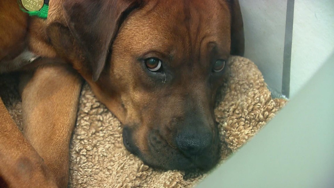 Parvo outbreak in the Triad | wfmynews2.com