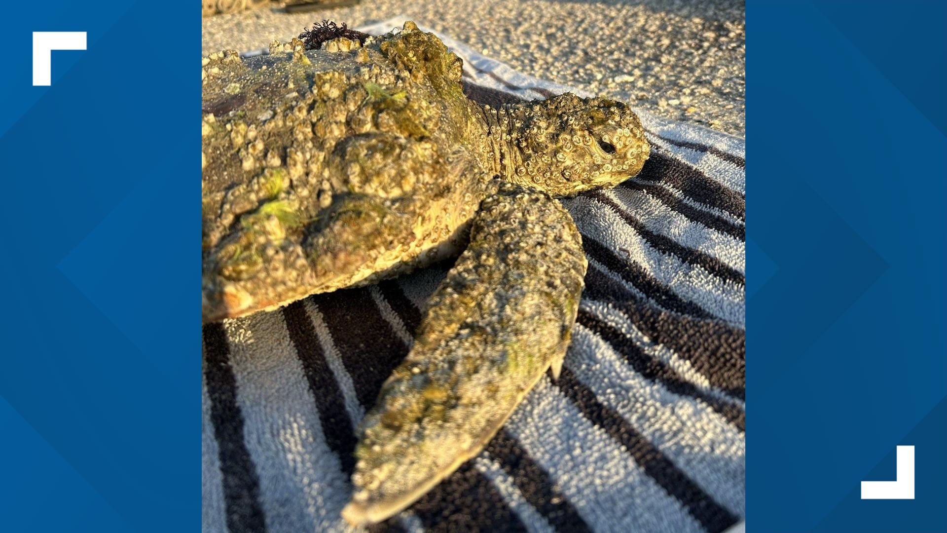 Stranded sea turtle makes progress at NC rehab center | wfmynews2.com