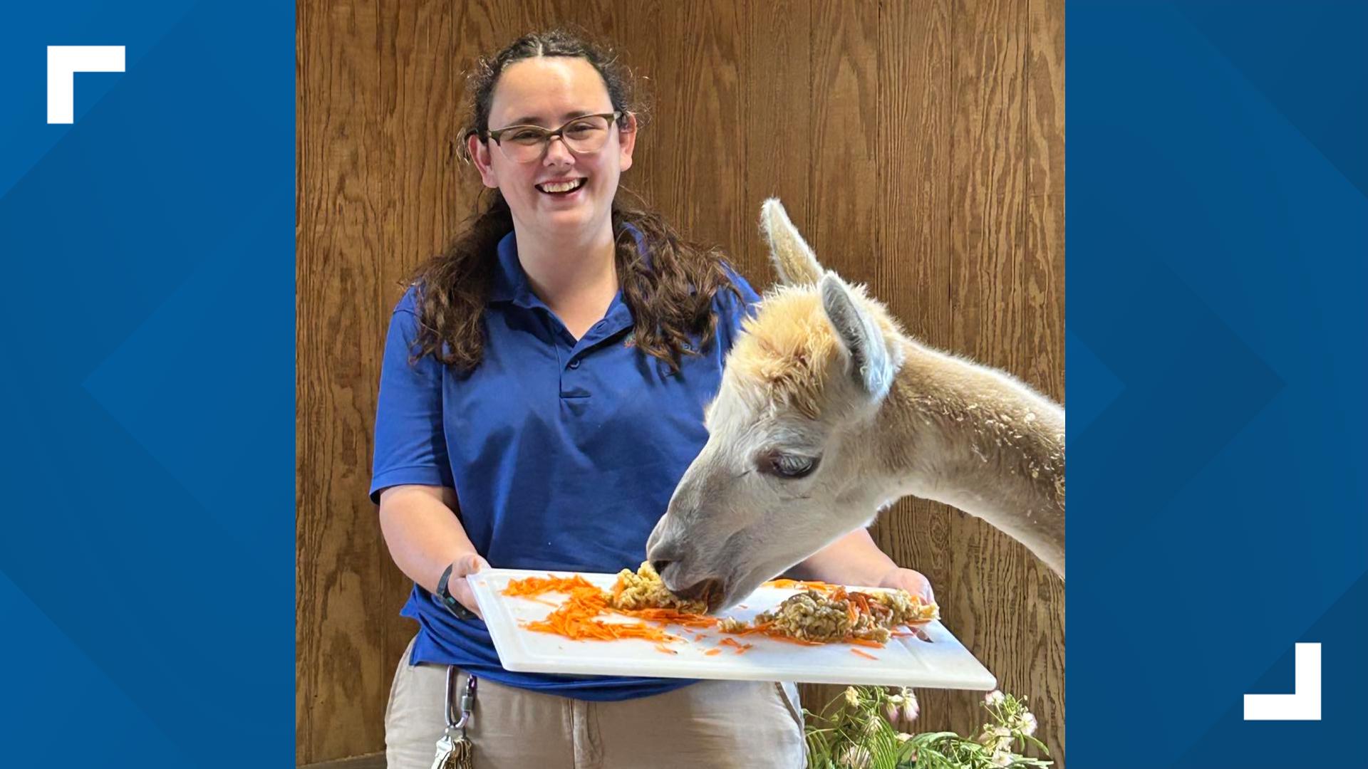 Greensboro Science Center alpaca Snowball celebrates 21st birthday ...