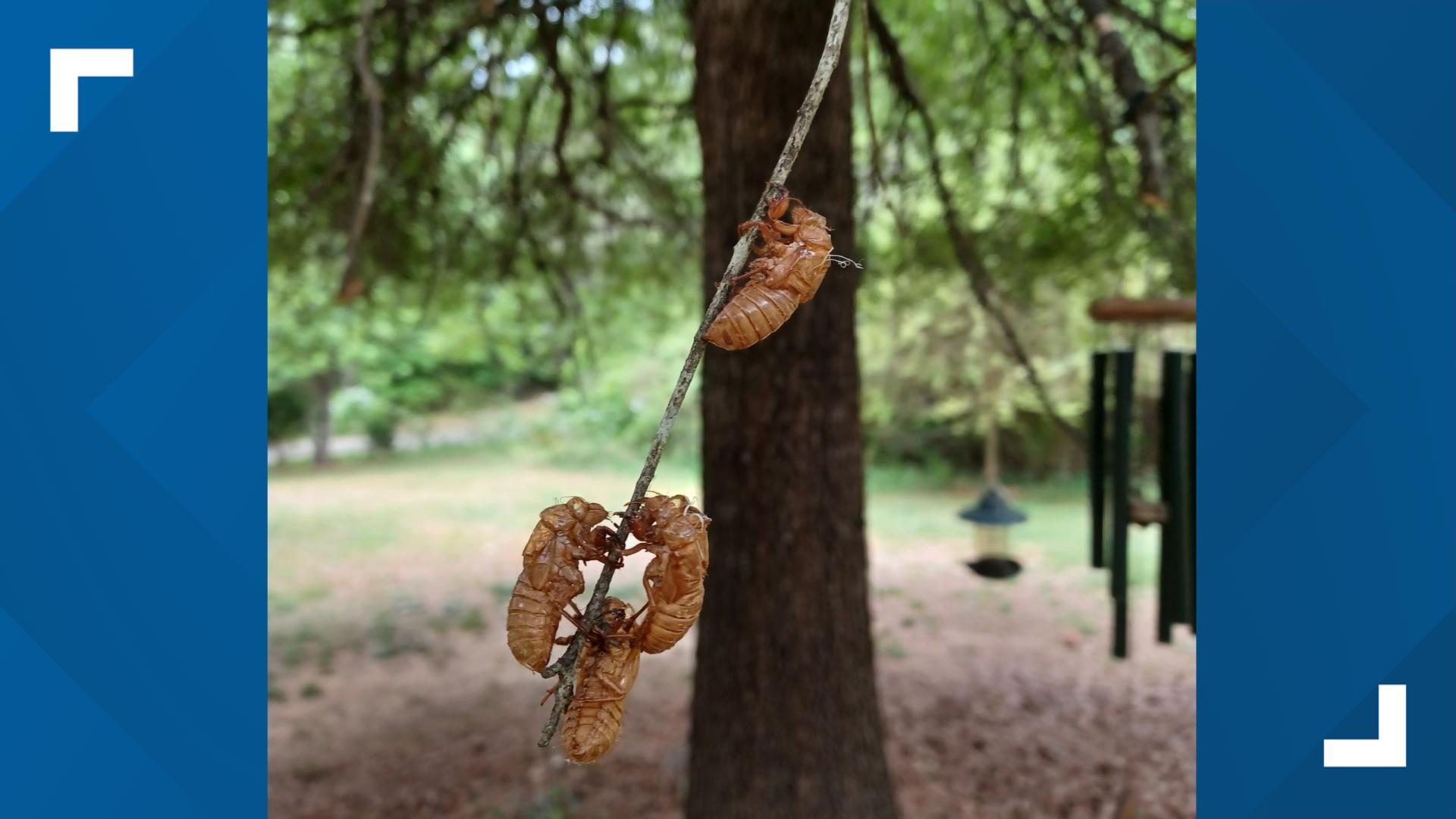 Cicadas emerging in North Carolina unexpectedly | wfmynews2.com
