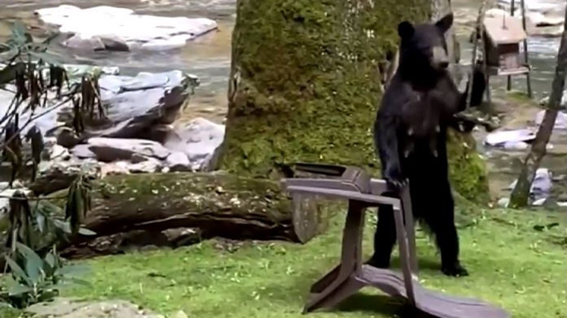 Bears Seen Invading Backyards, Enjoying Summer in Western NC ...