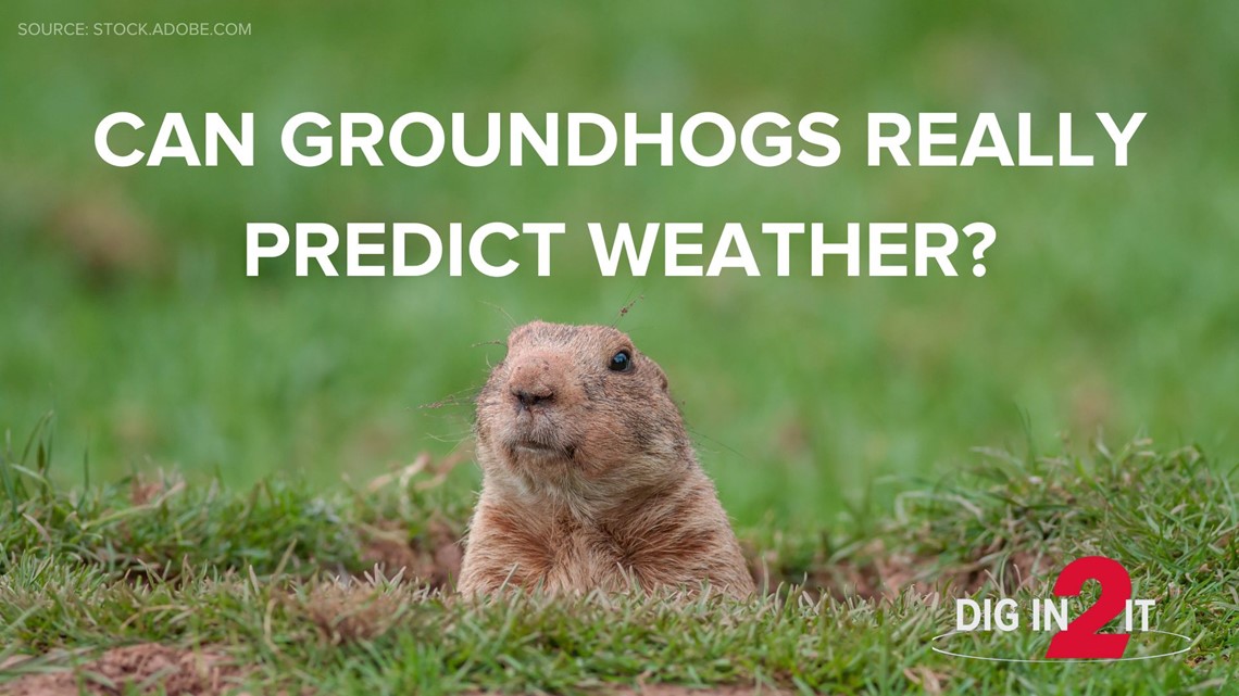 Why do we let a groundhog forecast the weather? | wfmynews2.com