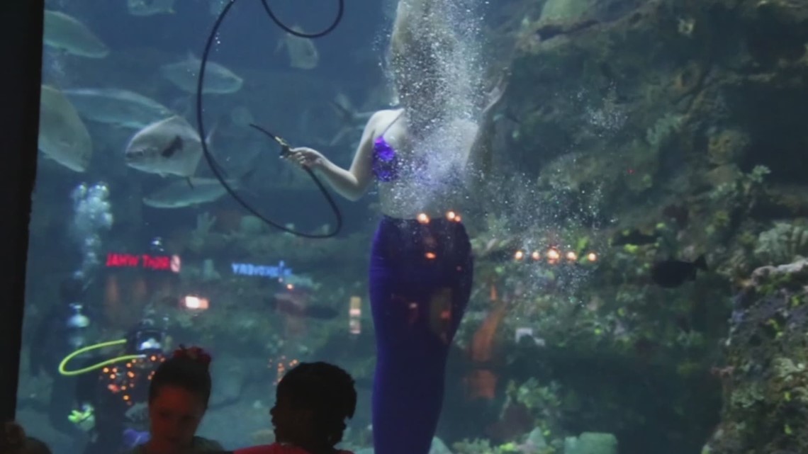 Mermaids Take Over NC Aquarium! | wfmynews2.com