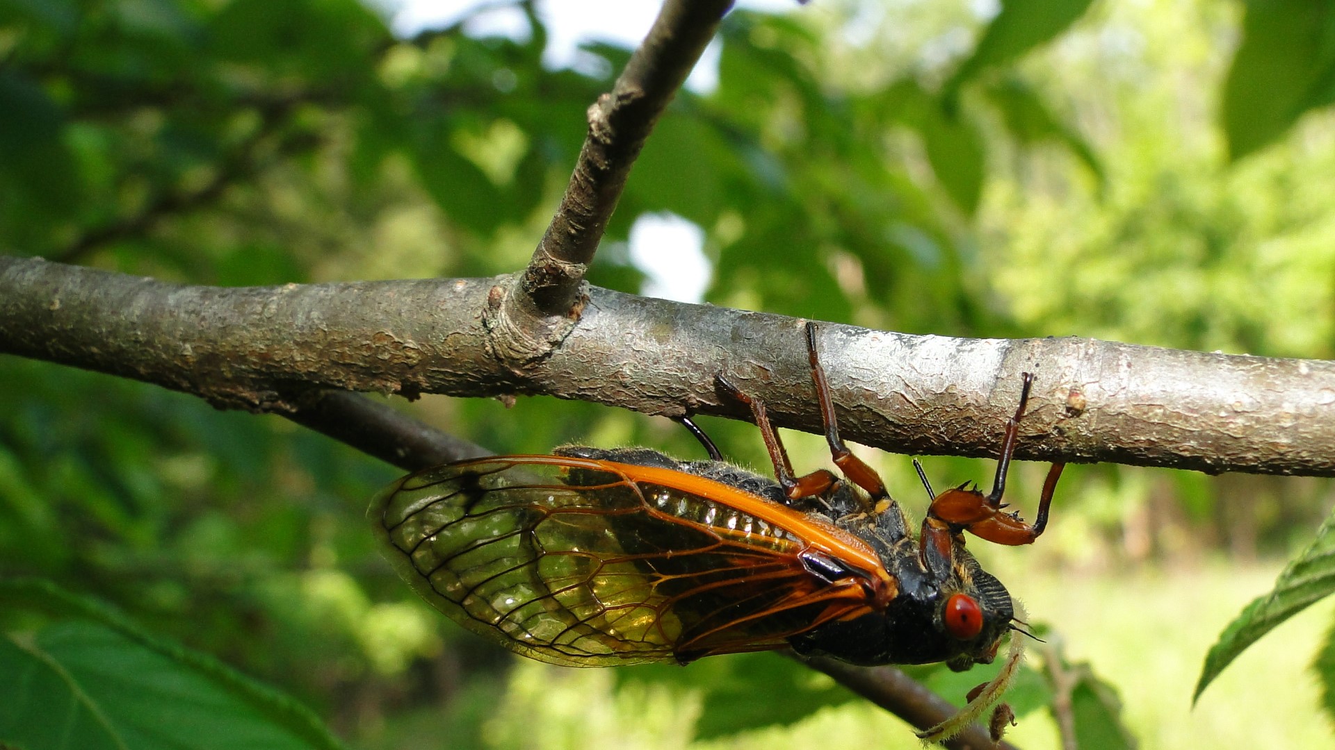 When will the cicadas emerge? | wfmynews2.com